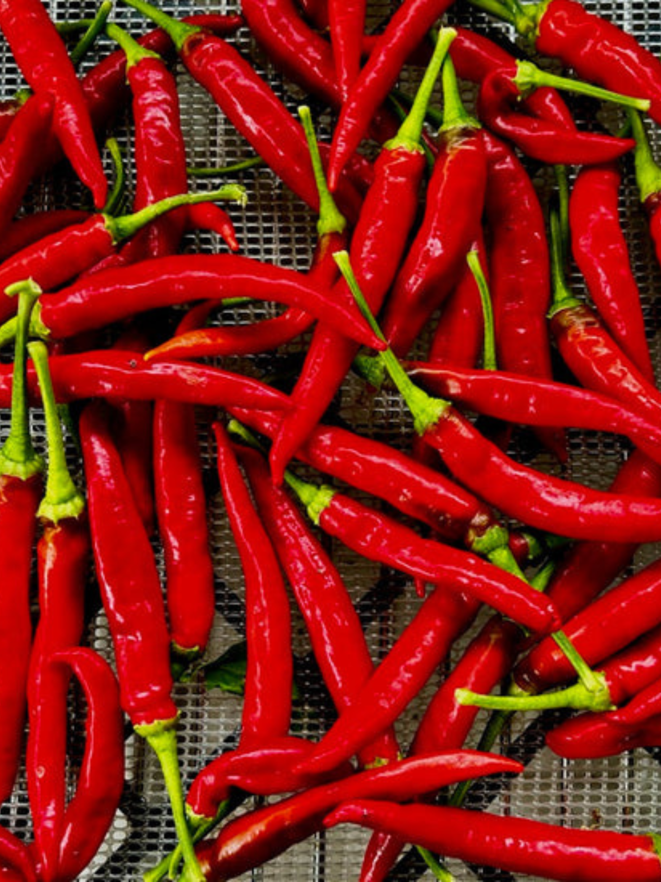 Rosetta's Calabrian Pepper Seed Pack – The Soap Dispensary and Kitchen ...